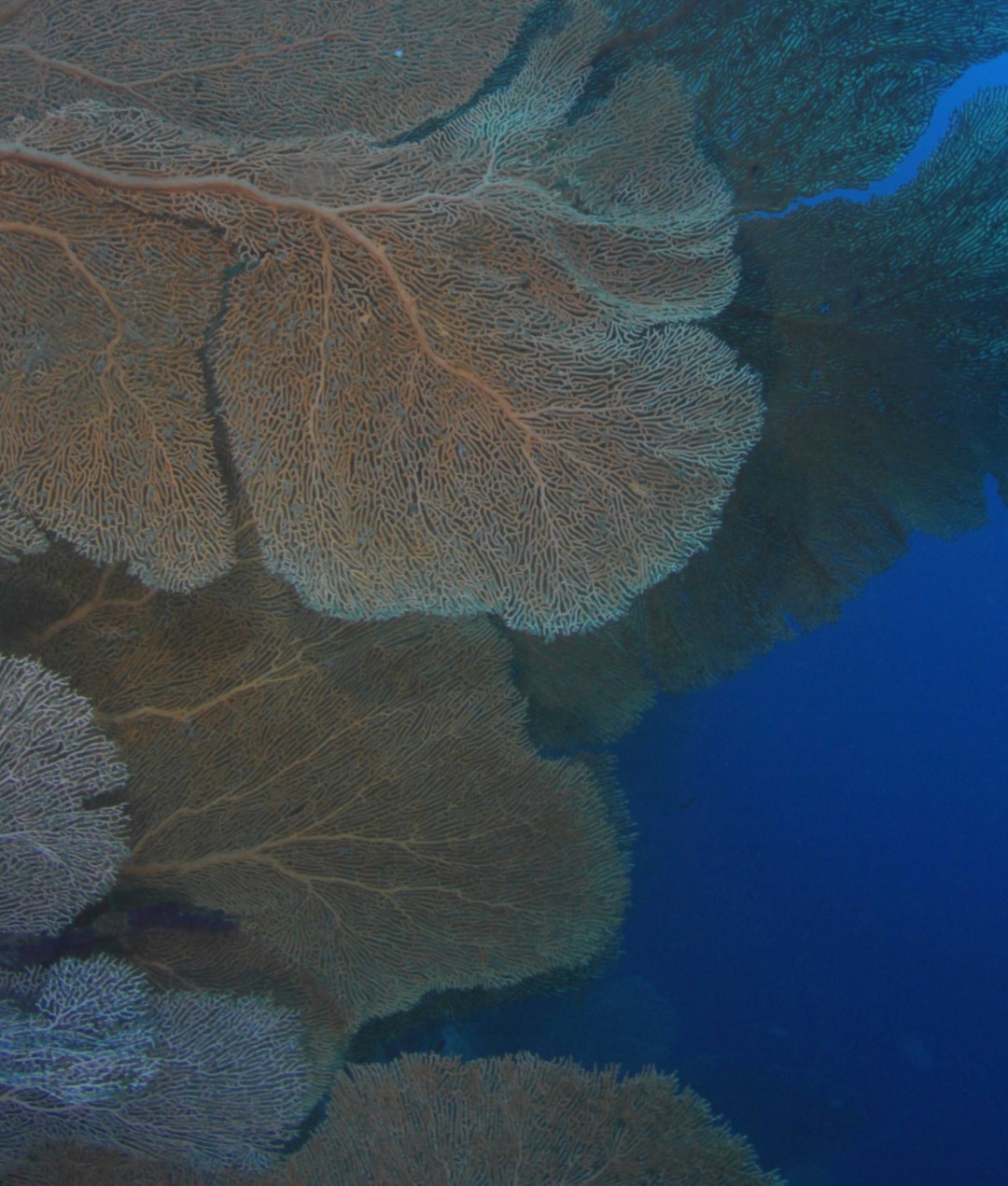 GREG’S WALL. Croisière plongée ILES RADAMA. - Menabe Plongée